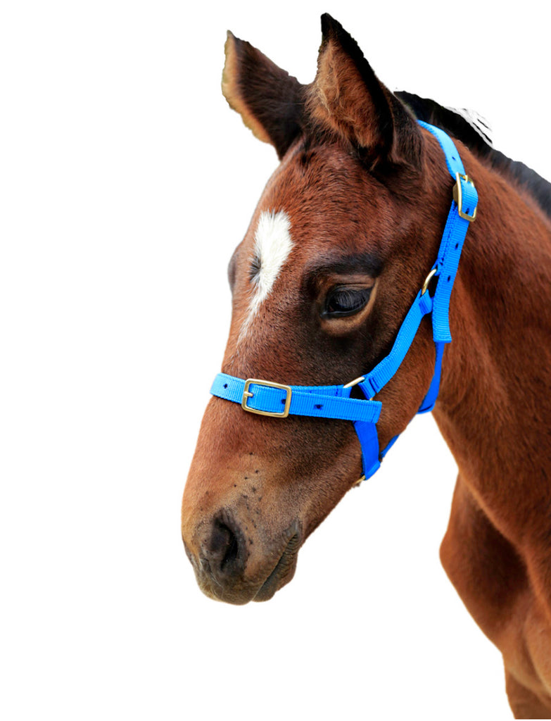 Showcraft Foal Nylon Halter black – Diamond H Saddlery & Country Clothing